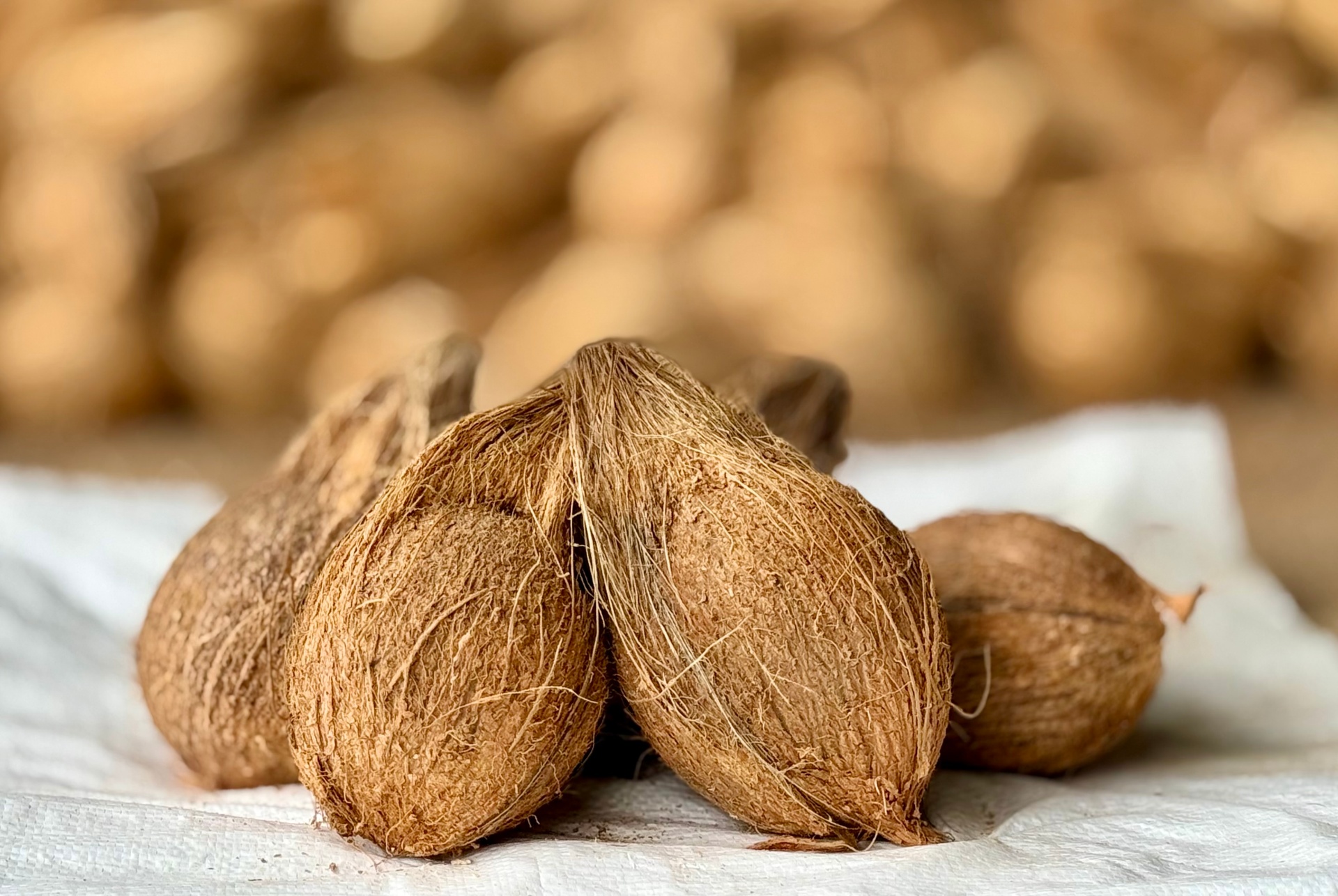 Aaruraa Coconuts | Coconut Suppliers, Distributors & Exporters in India